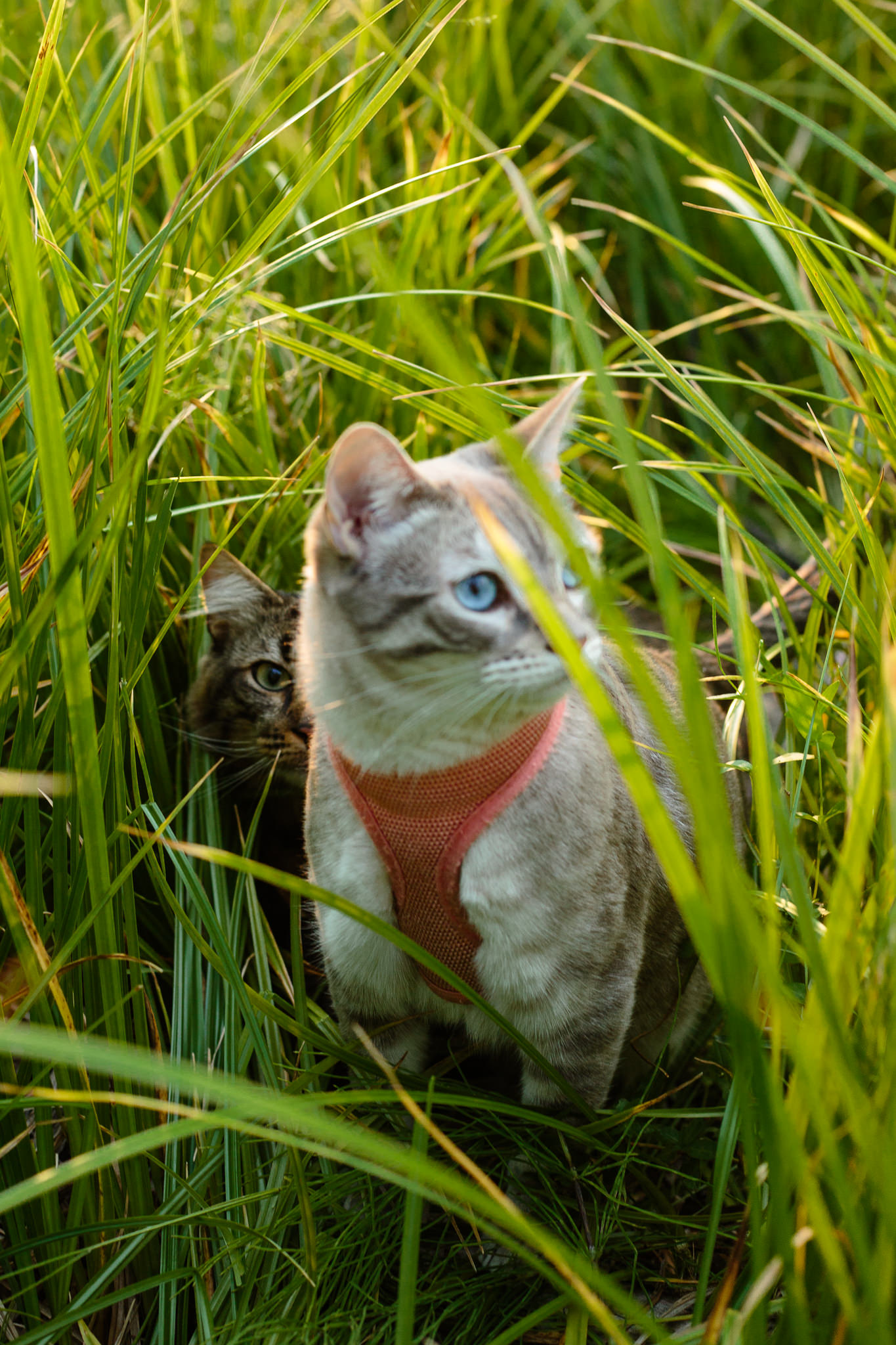 A Pet Friendly June Lake Engagement - desertpaintbrush.com
